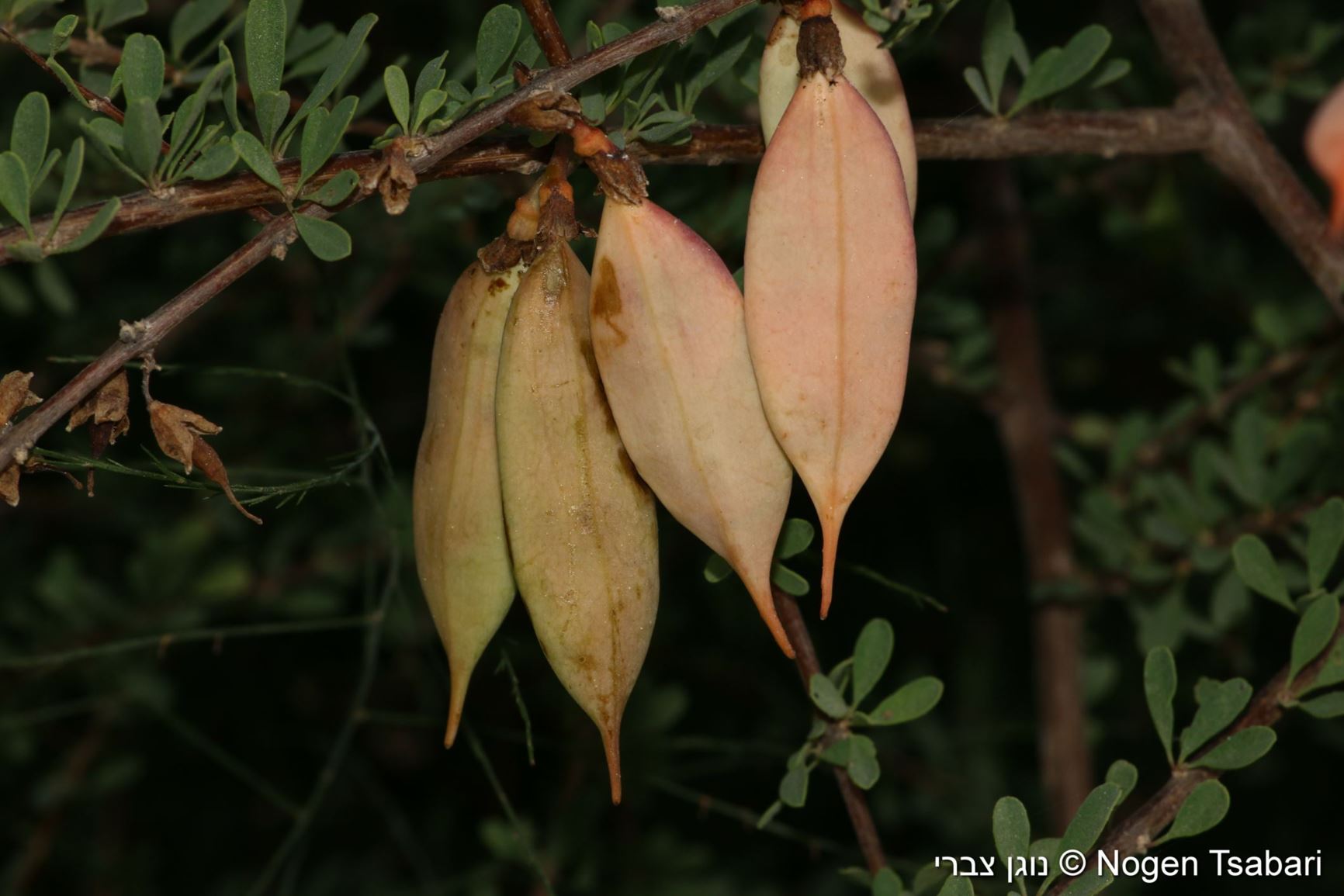 Rhigozum obovatum - Yellow Pomegranate, ריגוזום ביצני, ריגוזום ביצני ...