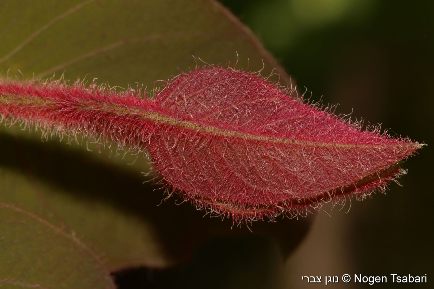 Corymbia torelliana - קורימביית טורלי, איקליפטוס טורלי, Cadaghi | The ...