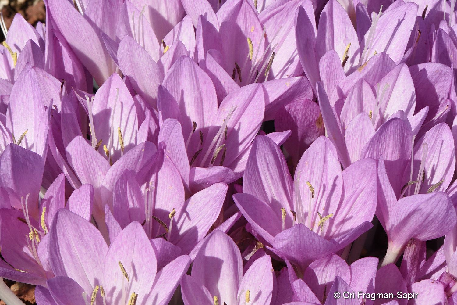 Colchicum feinbruniae - סתוונית התשבץ, Checkered Colchicum | The ...