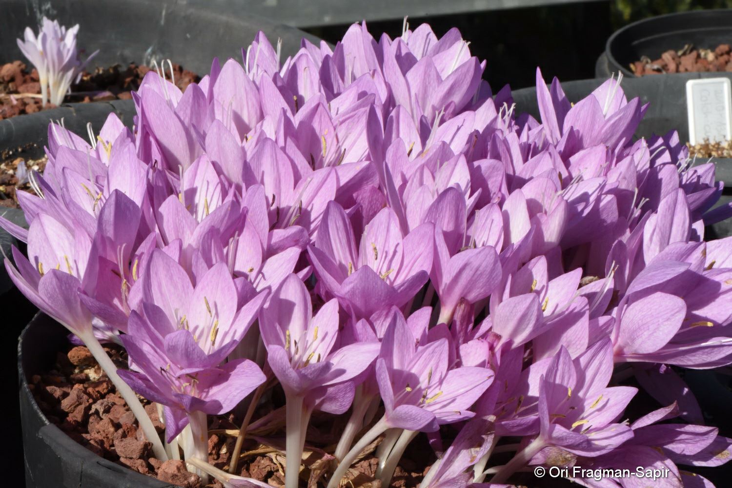 Colchicum feinbruniae - סתוונית התשבץ, Checkered Colchicum | The ...
