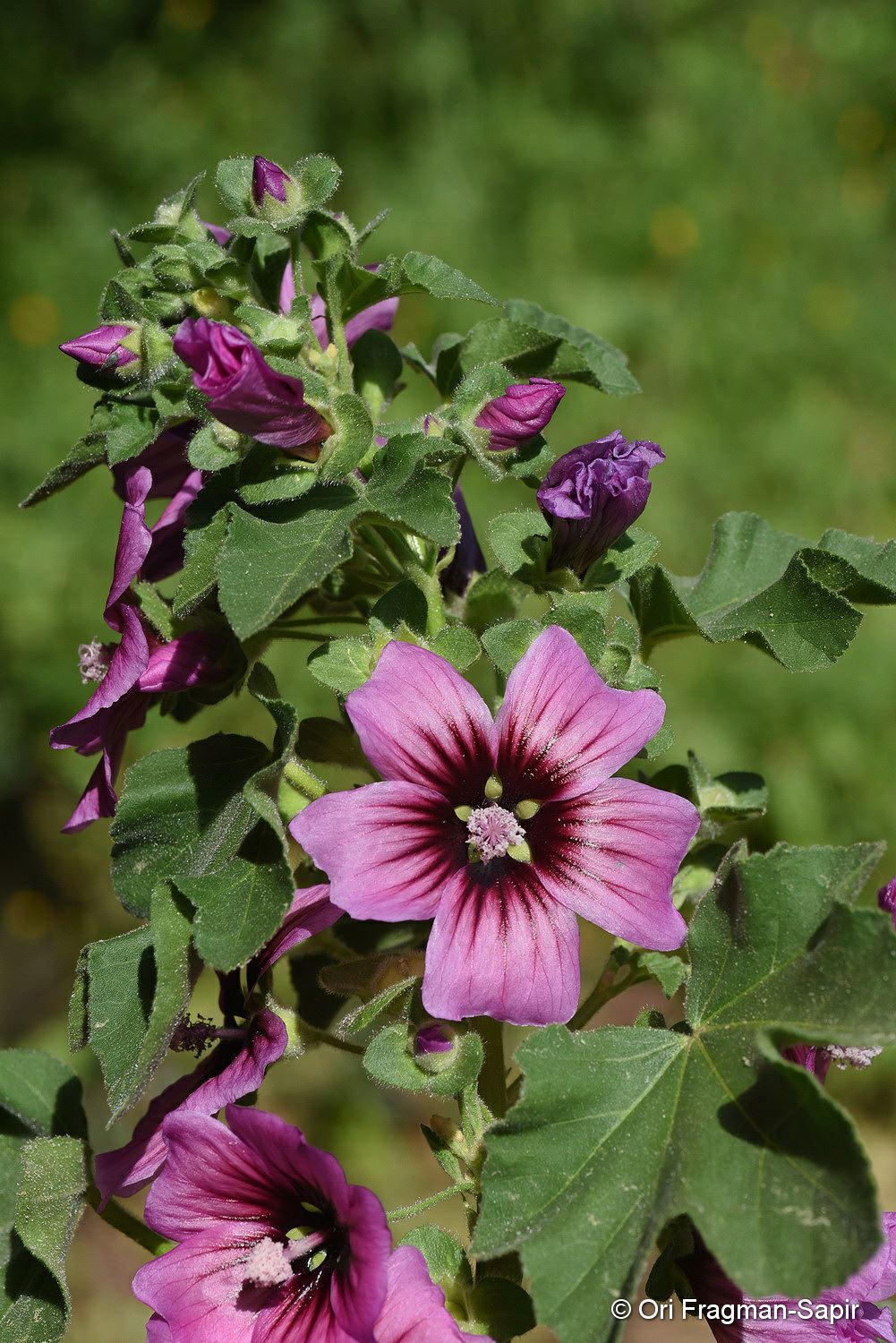 Lavatera arborea - מעוג שיחני, Tree Mallow, Velvet Tree Mallow, מעוג ...