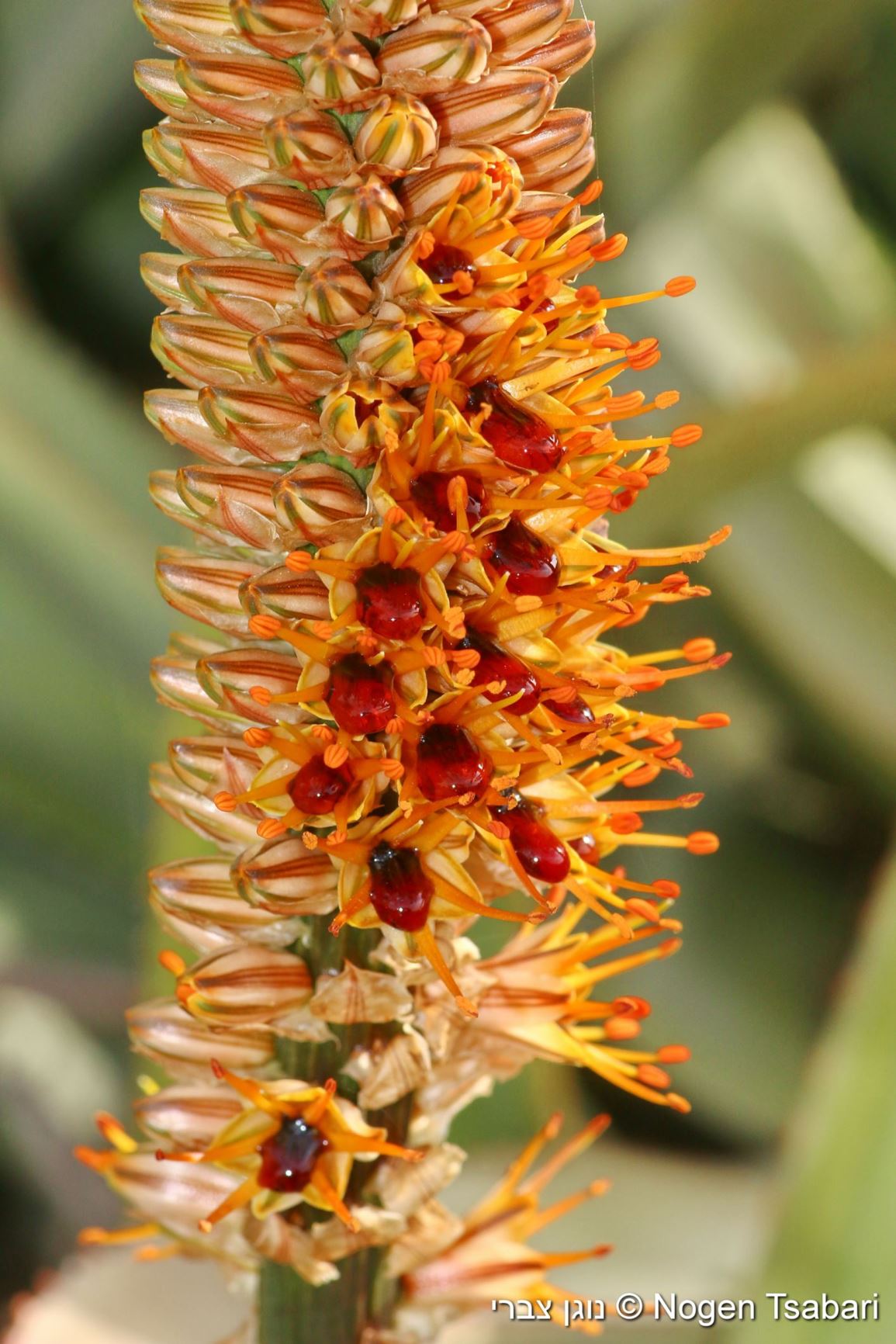 Aloe castanea - Cat's Tail Aloe, אלווי ערמוני, אלווי ערמוני | The ...