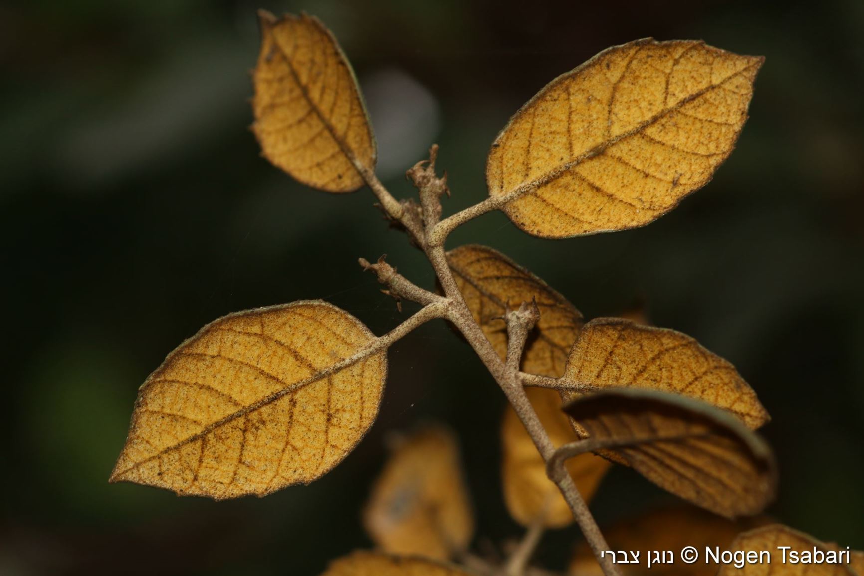 Quercus alnifolia - Golden Oak, אלון זהוב, אלון זהוב | The Jerusalem ...