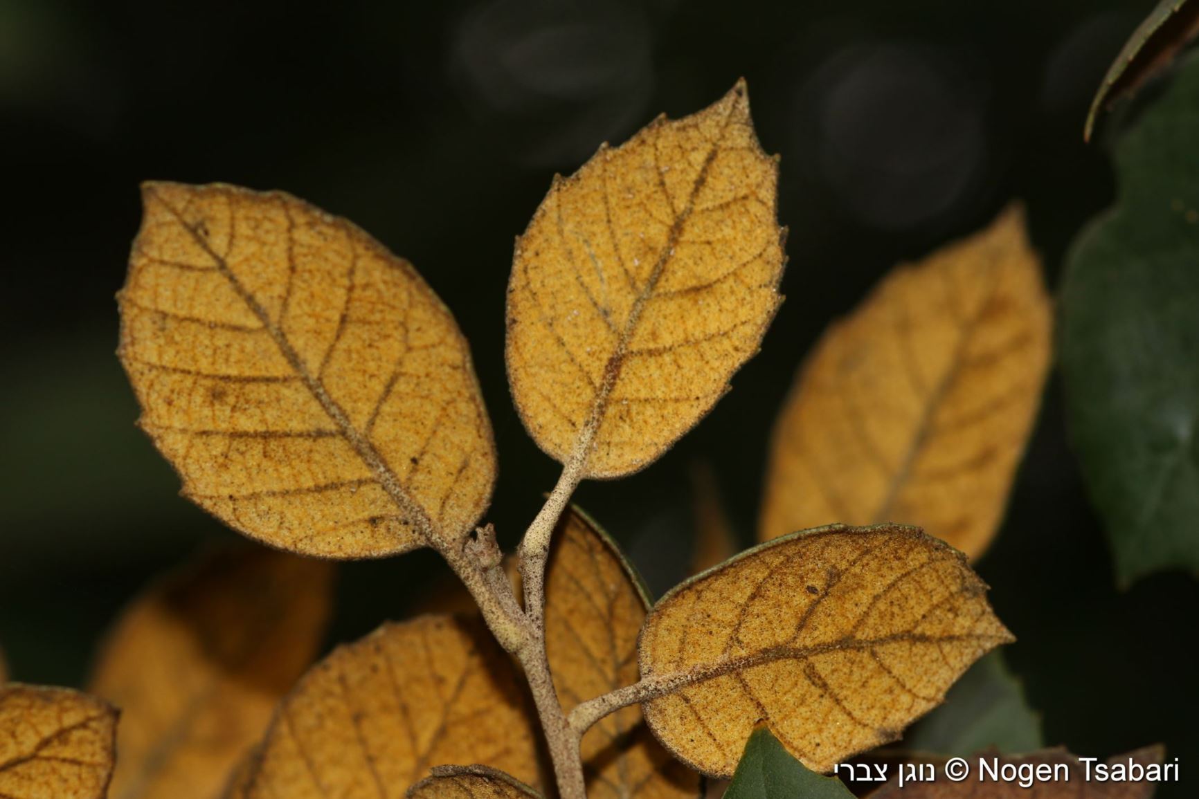 Quercus alnifolia - אלון זהוב, Golden Oak | The Jerusalem Botanical Gardens
