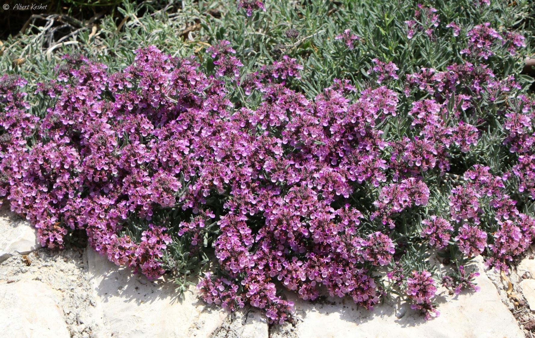 Teucrium cossonii - Fruity Germander 'Majoricum' , געדת קוסון, געדת ...
