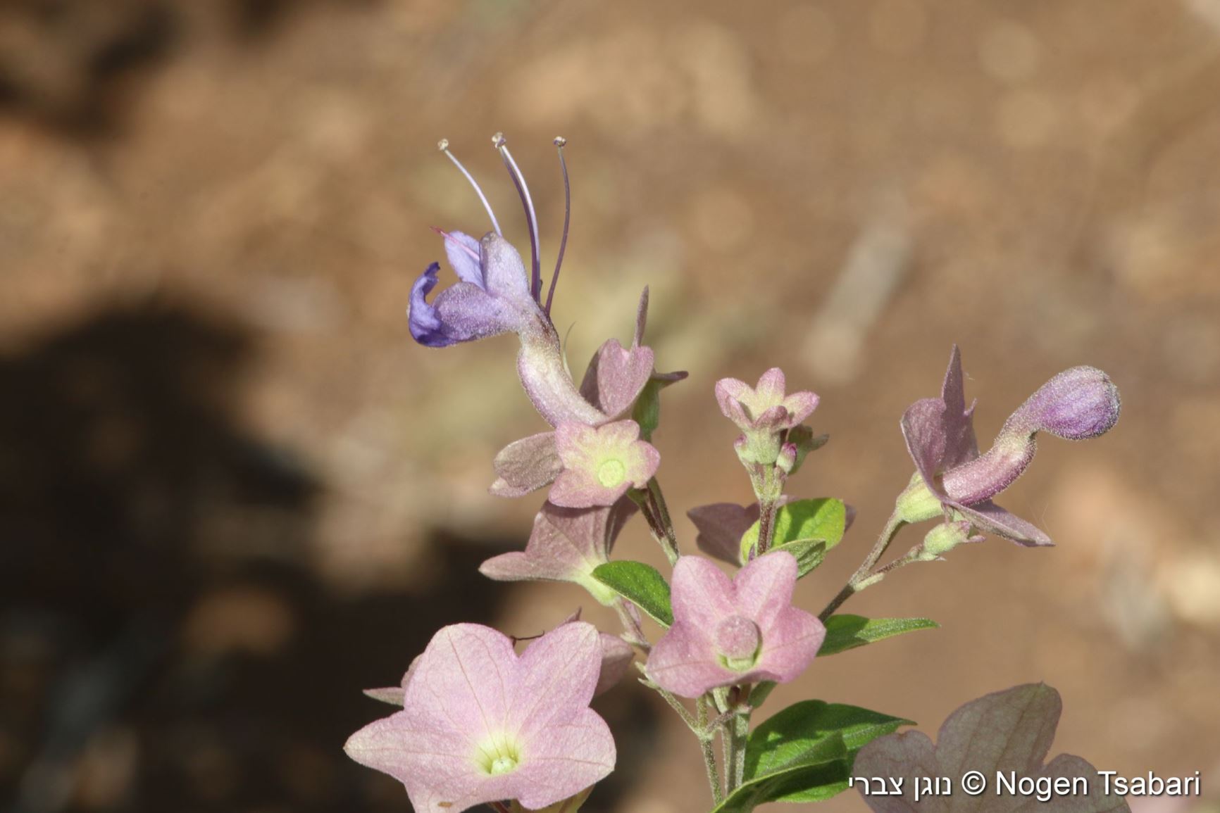 Karomia speciosa - קרומיה הדורה, Violet Holmskioldia | The Jerusalem ...