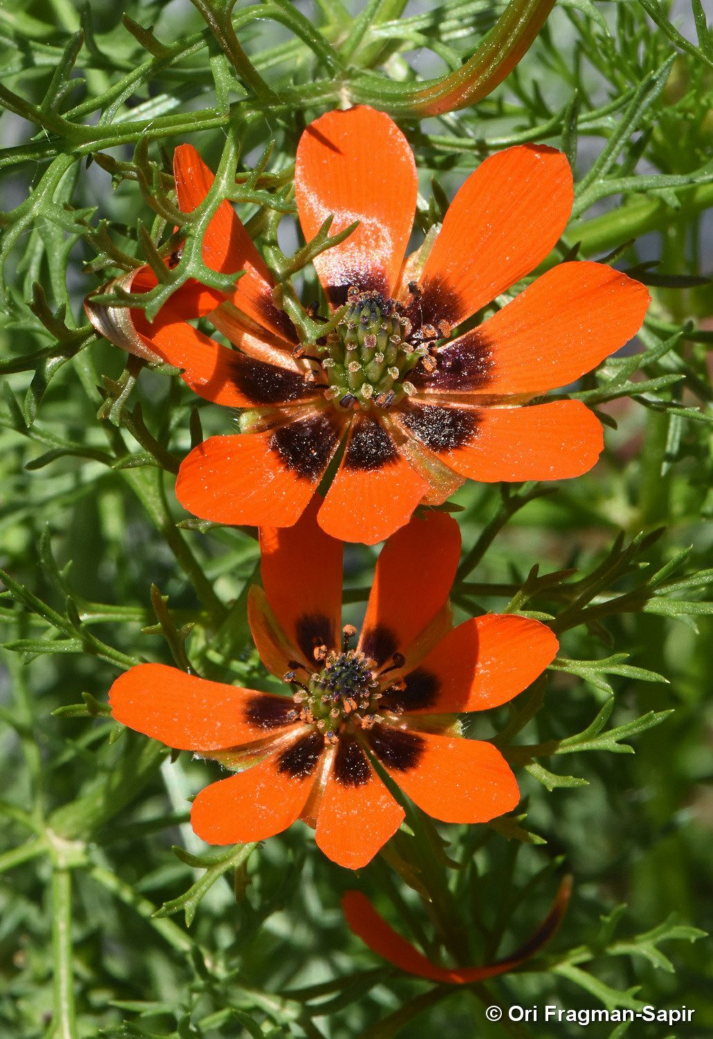 Adonis aestivalis - Summer Adonis, Summer Pheasant's-eye, Tall Pheasant ...
