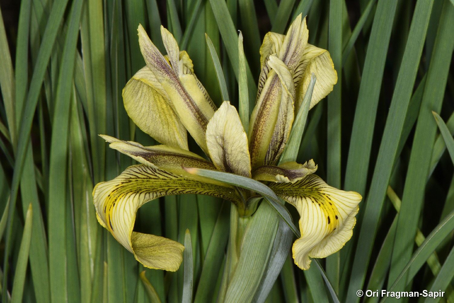 Iris grant-duffii - איריס הביצות, Grant-duff's Iris | The Jerusalem ...