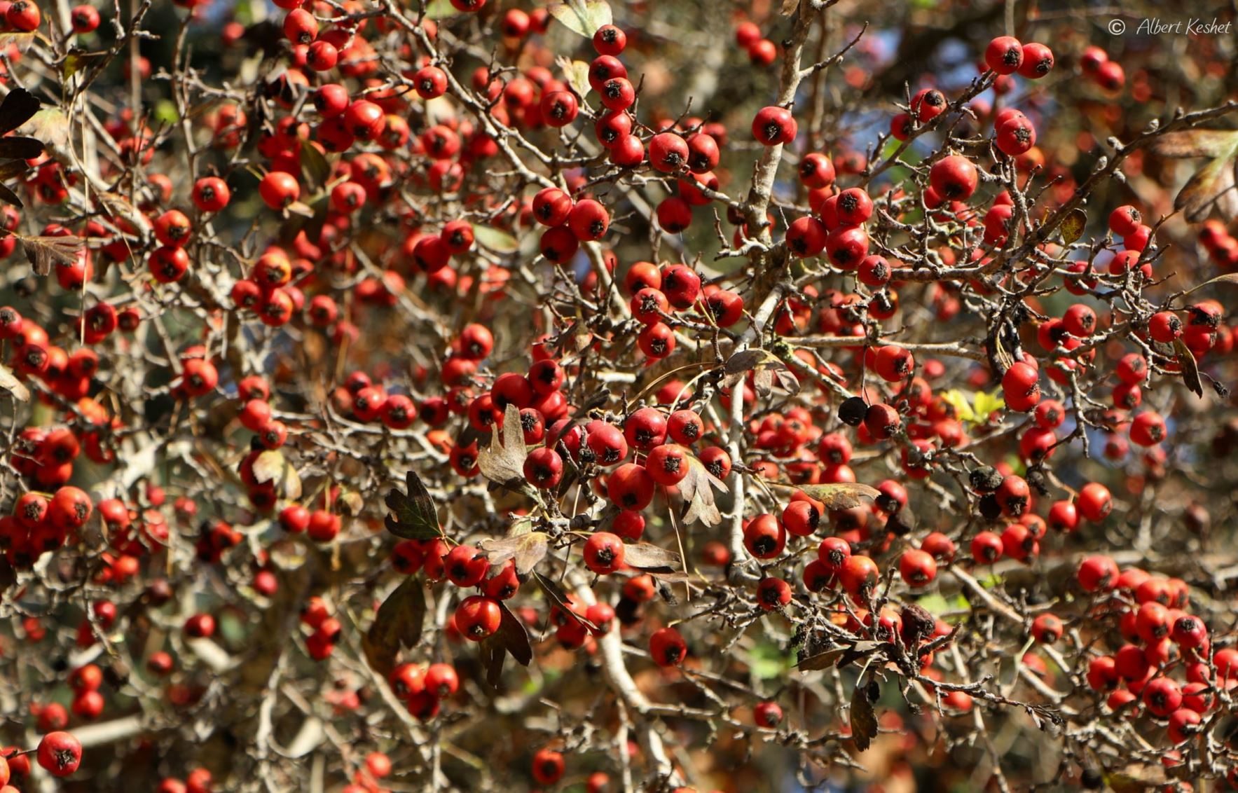 Crataegus azarolus - עוזרר אדום, עוזרד אדום, Red Azarole Hawthorn ...