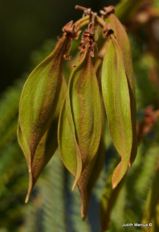 Peltophorum africanum - שלטית אפריקנית, African Wattle, שלטית אפריקנית ...