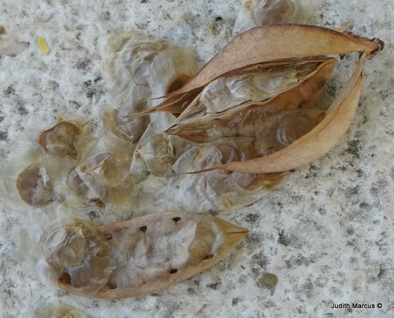 Rhigozum obovatum - Yellow Pomegranate, ריגוזום ביצני, ריגוזום ביצני ...