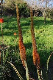 Aloe castanea - Cat's Tail Aloe, אלווי ערמוני, אלווי ערמוני | The ...