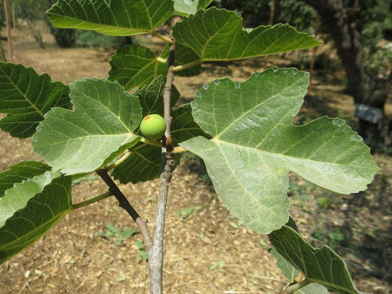 Ficus palmata - פיקוס בת-שקמה, False Sycomore Fig | The Jerusalem ...