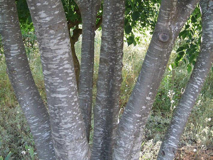 Celtis australis - מיש דרומי, European Nettle Tree, Southern Nettle ...