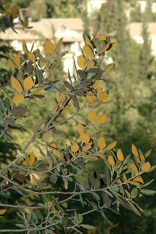 Quercus alnifolia - אלון זהוב, Golden Oak | The Jerusalem Botanical Gardens