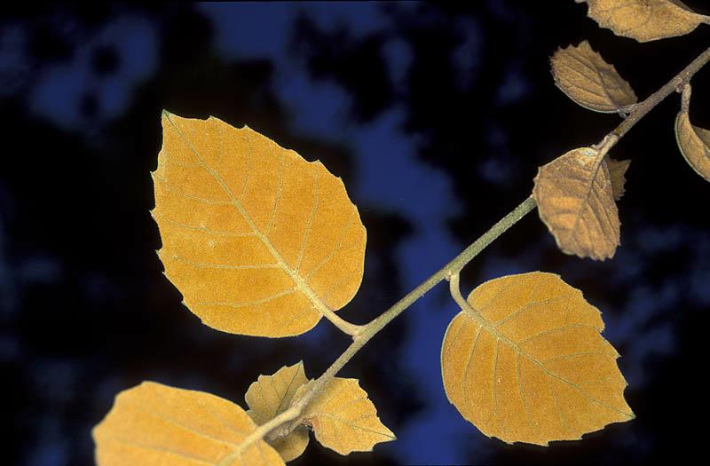 Quercus alnifolia - אלון זהוב, Golden Oak | The Jerusalem Botanical Gardens