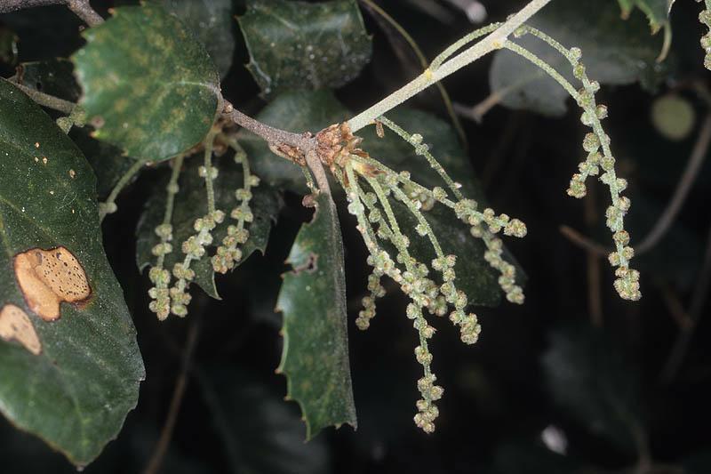 Quercus alnifolia - אלון זהוב, Golden Oak | The Jerusalem Botanical Gardens