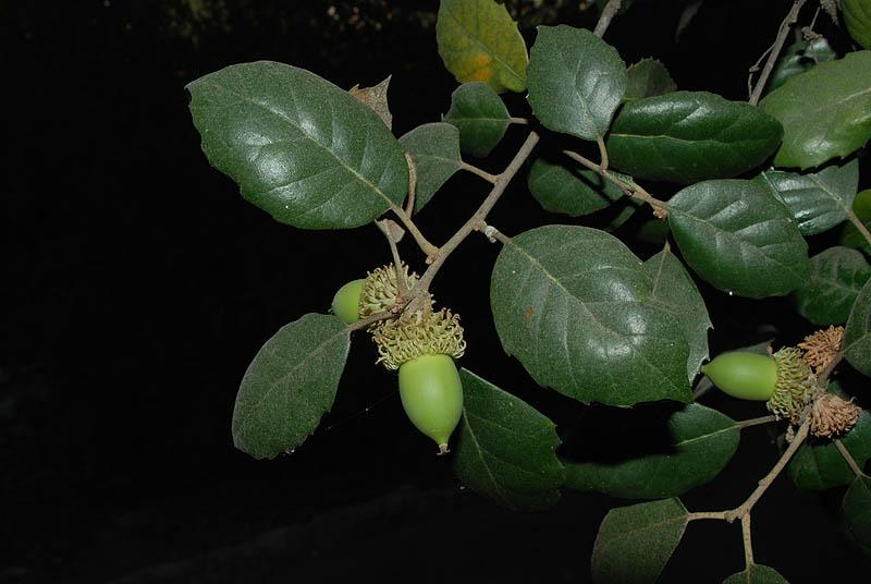 Quercus alnifolia - אלון זהוב, Golden Oak | The Jerusalem Botanical Gardens