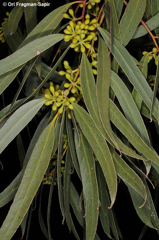Eucalyptus porosa - Mallee Box, Quorn Mallee, איקליפטוס נקבובי ...