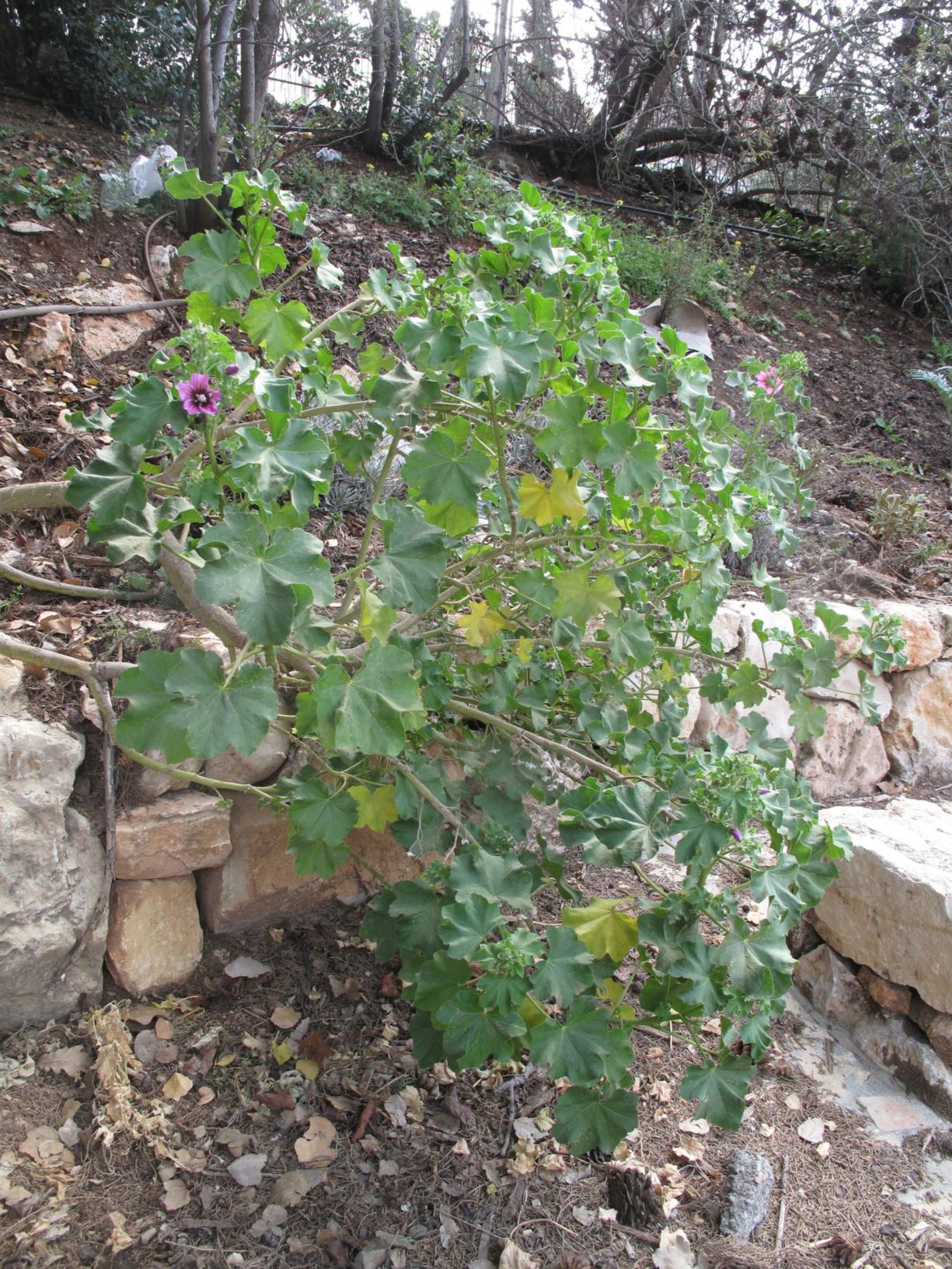 Lavatera arborea - מעוג שיחני, Tree Mallow, Velvet Tree Mallow, מעוג ...