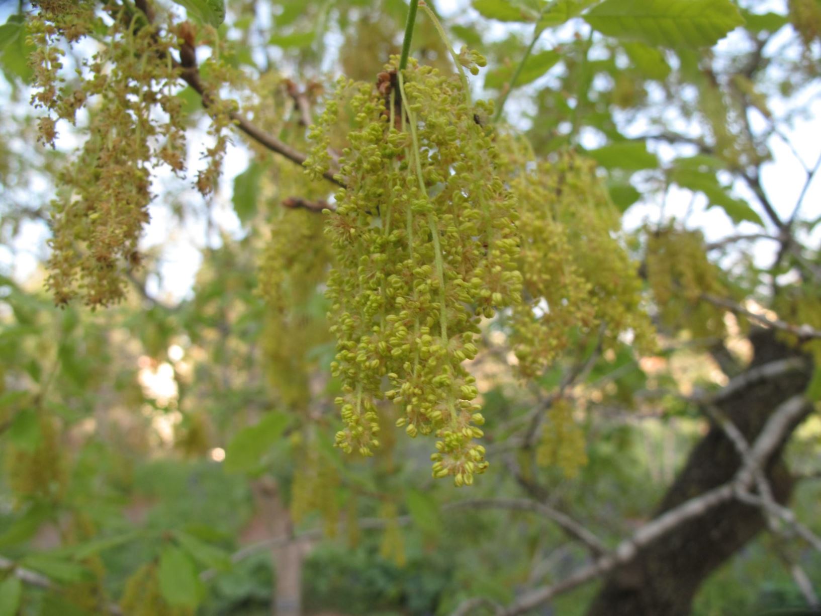 Quercus boissieri - אלון התולע, Aleppo Oak, Boissieri Oak, אלון התולע ...