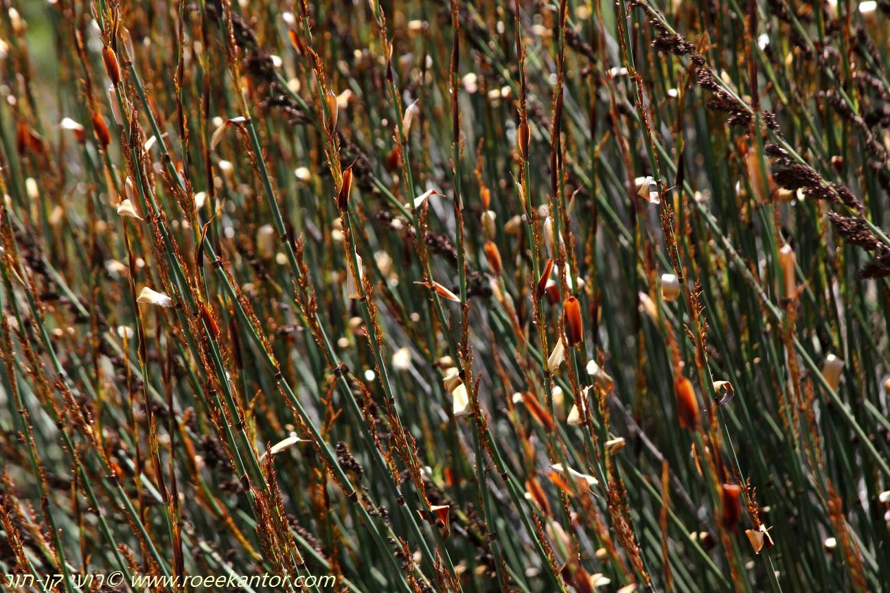 Elegia tectorum - South Arican Cape Rush, Cape Rush, Cape Thatching ...