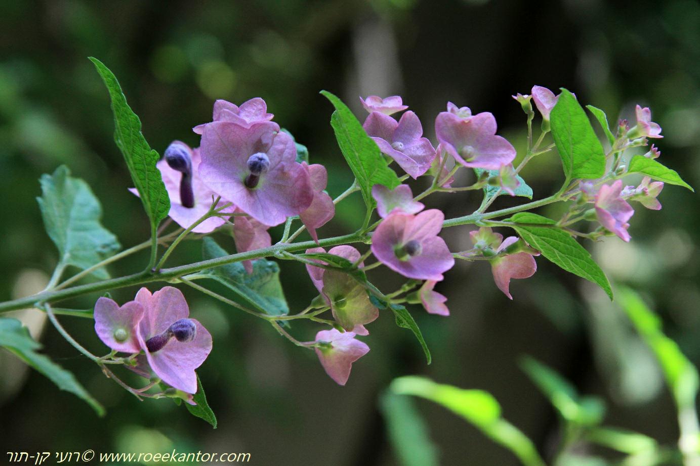 Karomia speciosa - קרומיה הדורה, Violet Holmskioldia | The Jerusalem ...
