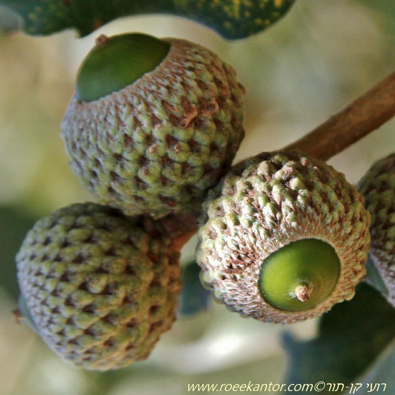 Quercus boissieri - Aleppo Oak, Boissieri Oak, אלון התולע, אלון התולע ...