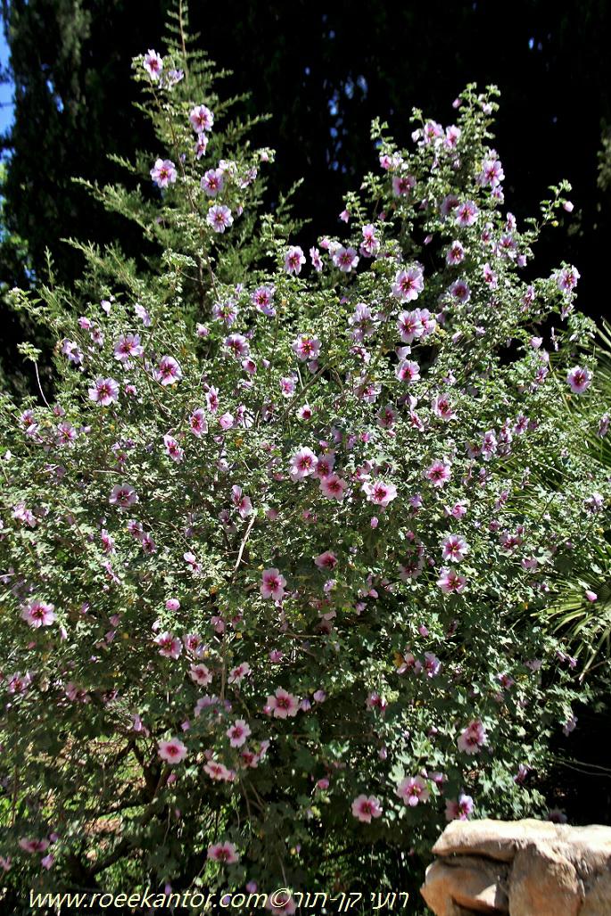 Lavatera maritima 'Bicolor' - Bicolor Tree Mallow , מעוג ימי 'דו-גוני ...