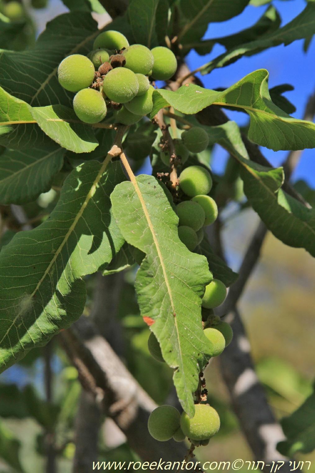 Pappea capensis - Jacket Plum, Wild Plum, Indaba Tree, Bushveld Cherry ...