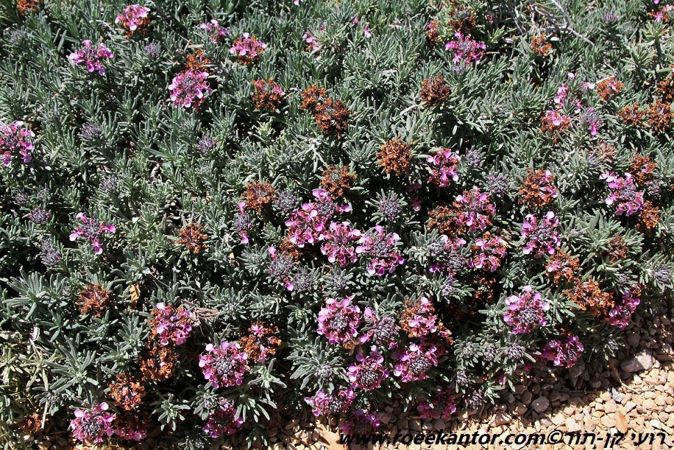 Teucrium cossonii - Fruity Germander 'Majoricum' , געדת קוסון, געדת ...