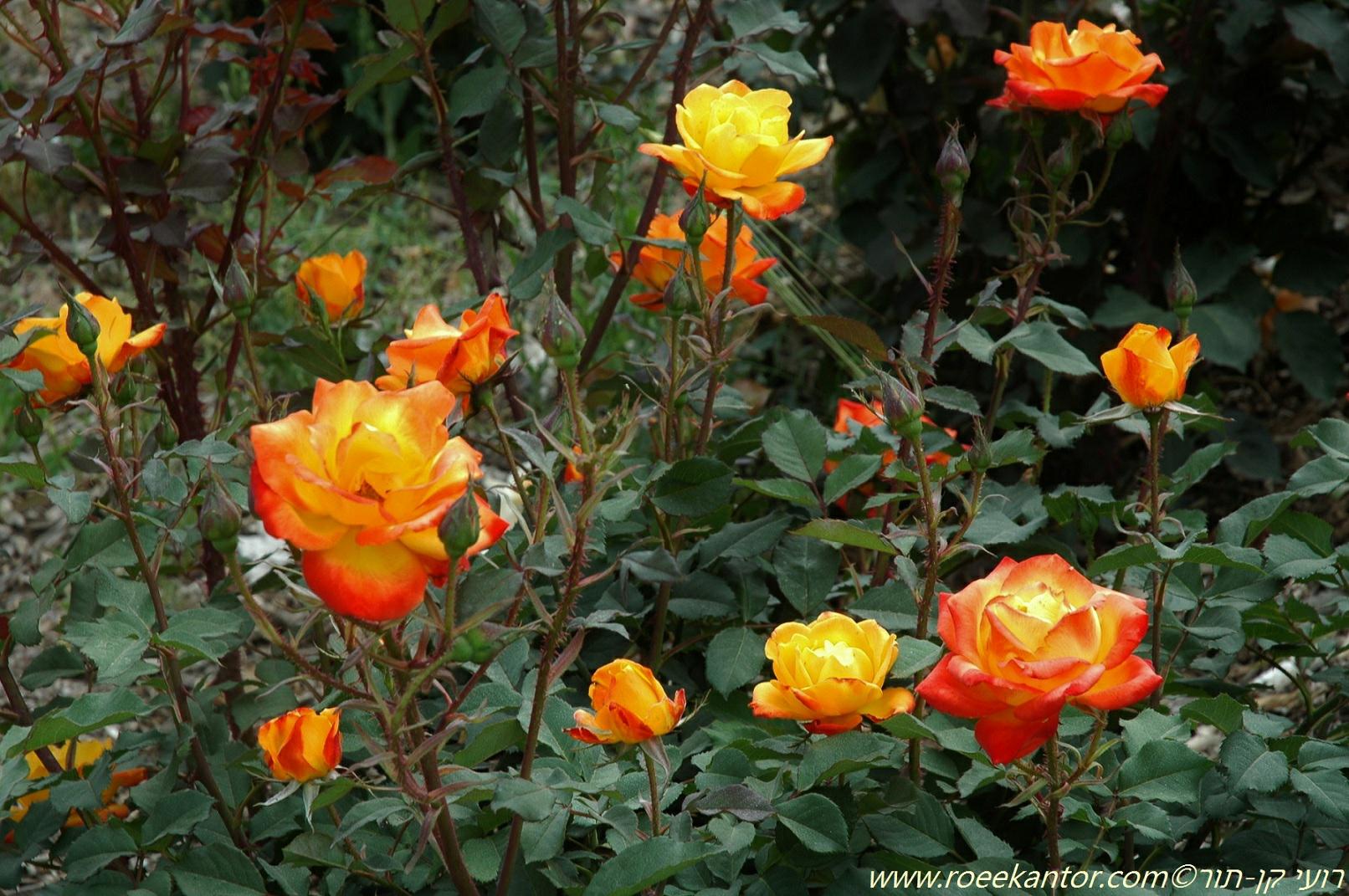 Rosa × floribunda 'Judy Garland' - Judy Garland Rose Bush, Floribunda ...
