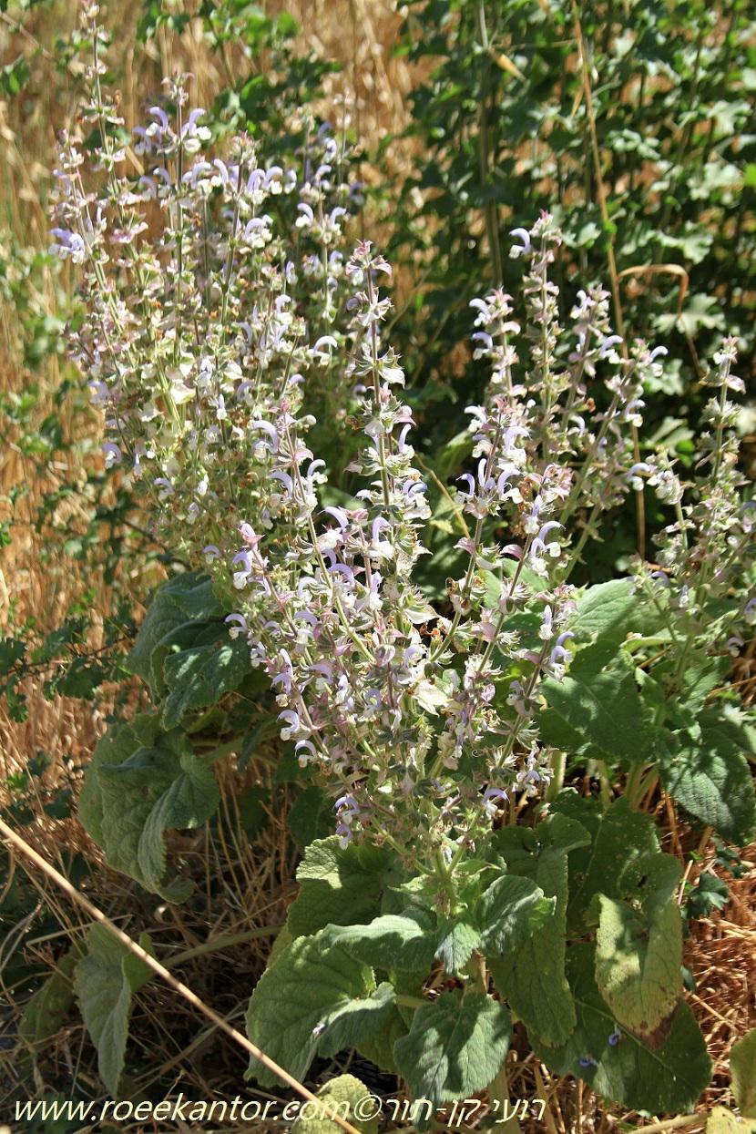 Salvia sclarea - Clary Sage, Cleareye, Biennial Clary, Commn Clary ...