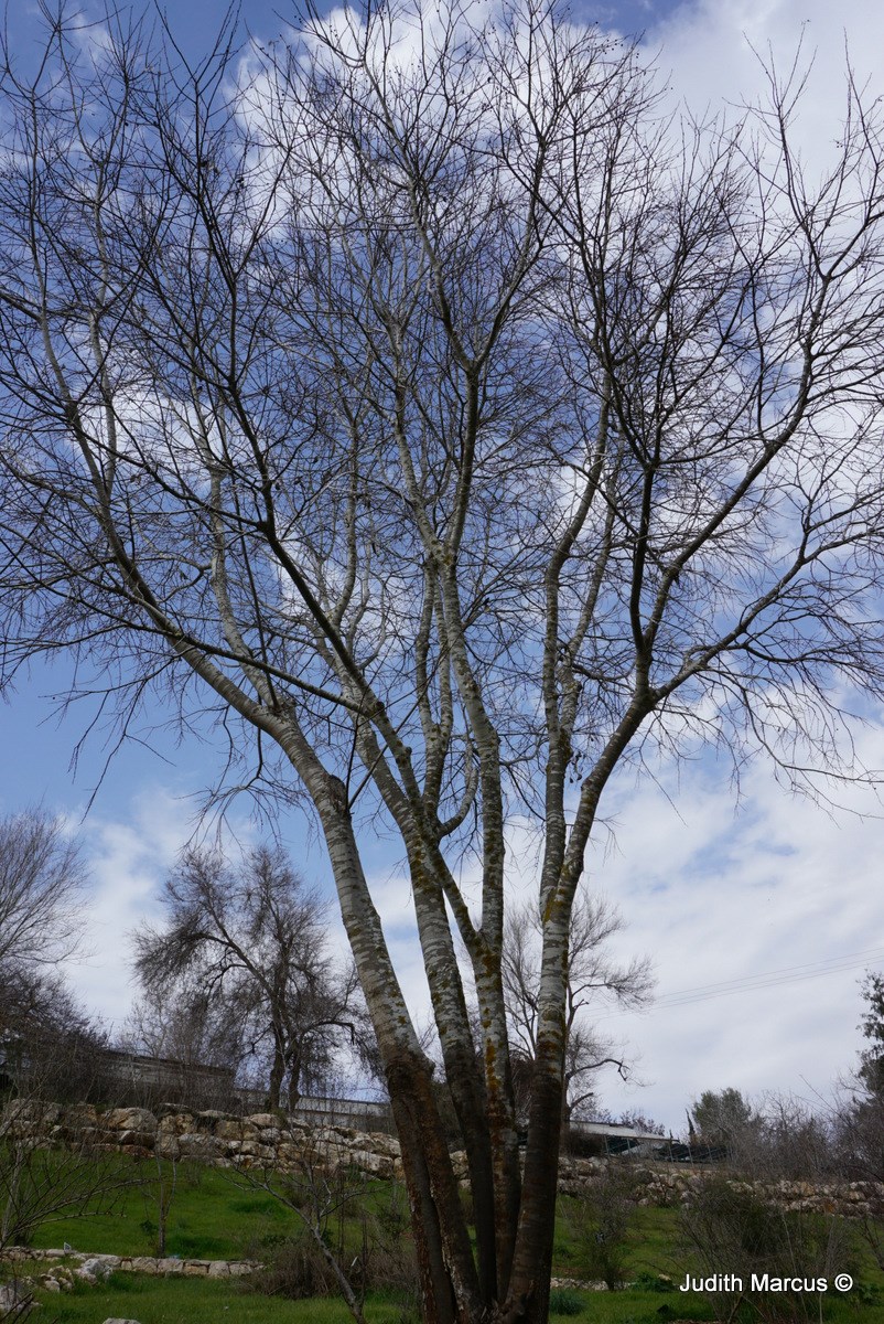 Celtis australis - מיש דרומי, European Nettle Tree, Southern Nettle ...