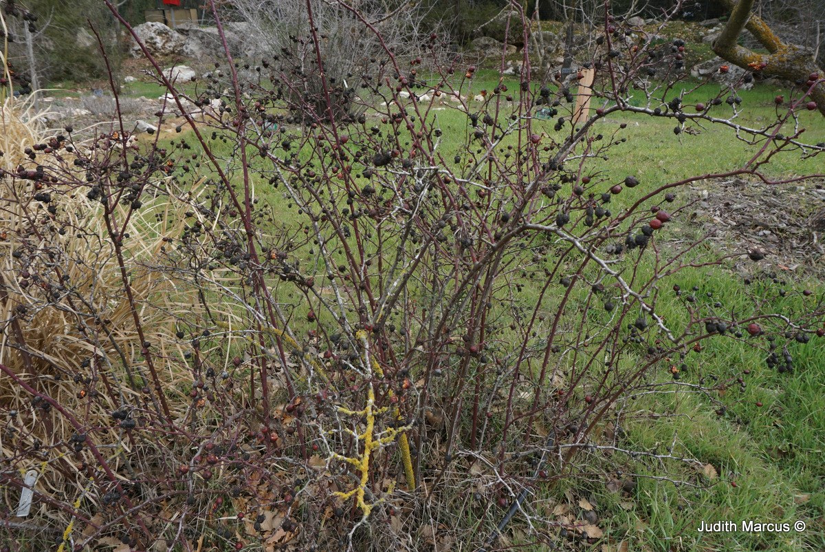 Rosa kurdistana - ורד כורדי, Kurdistan Rose, ורד כורדי, ורד קורדי | The ...