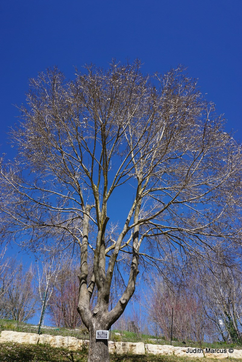 Acer campestre - אדר מצוי, Field Maple, Hedge Maple, אדר מצוי, אדר מצוי ...