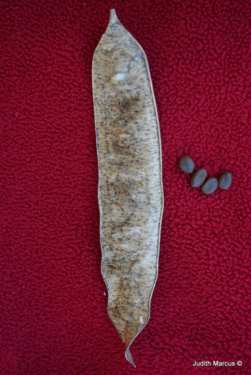 Albizia julibrissin - אלביציה ורודה, Persian Silk Tree, אלביציה ורודה ...