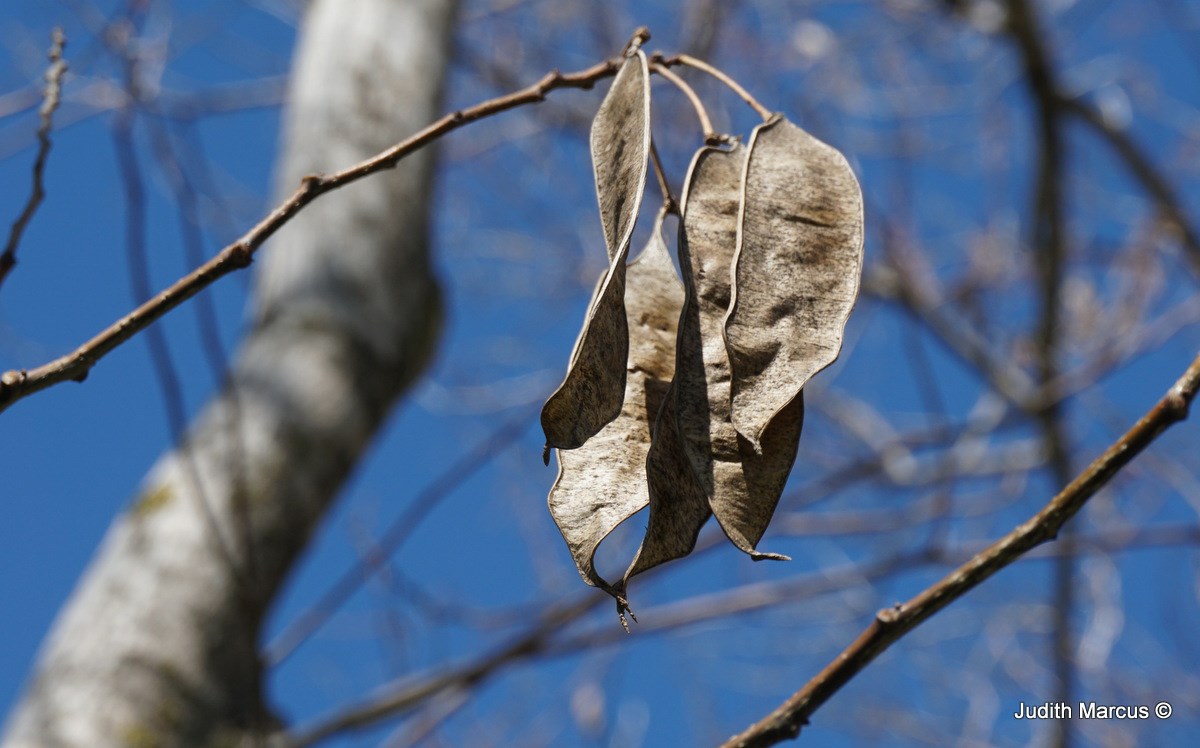 Albizia julibrissin - אלביציה ורודה, Persian Silk Tree, אלביציה ורודה ...