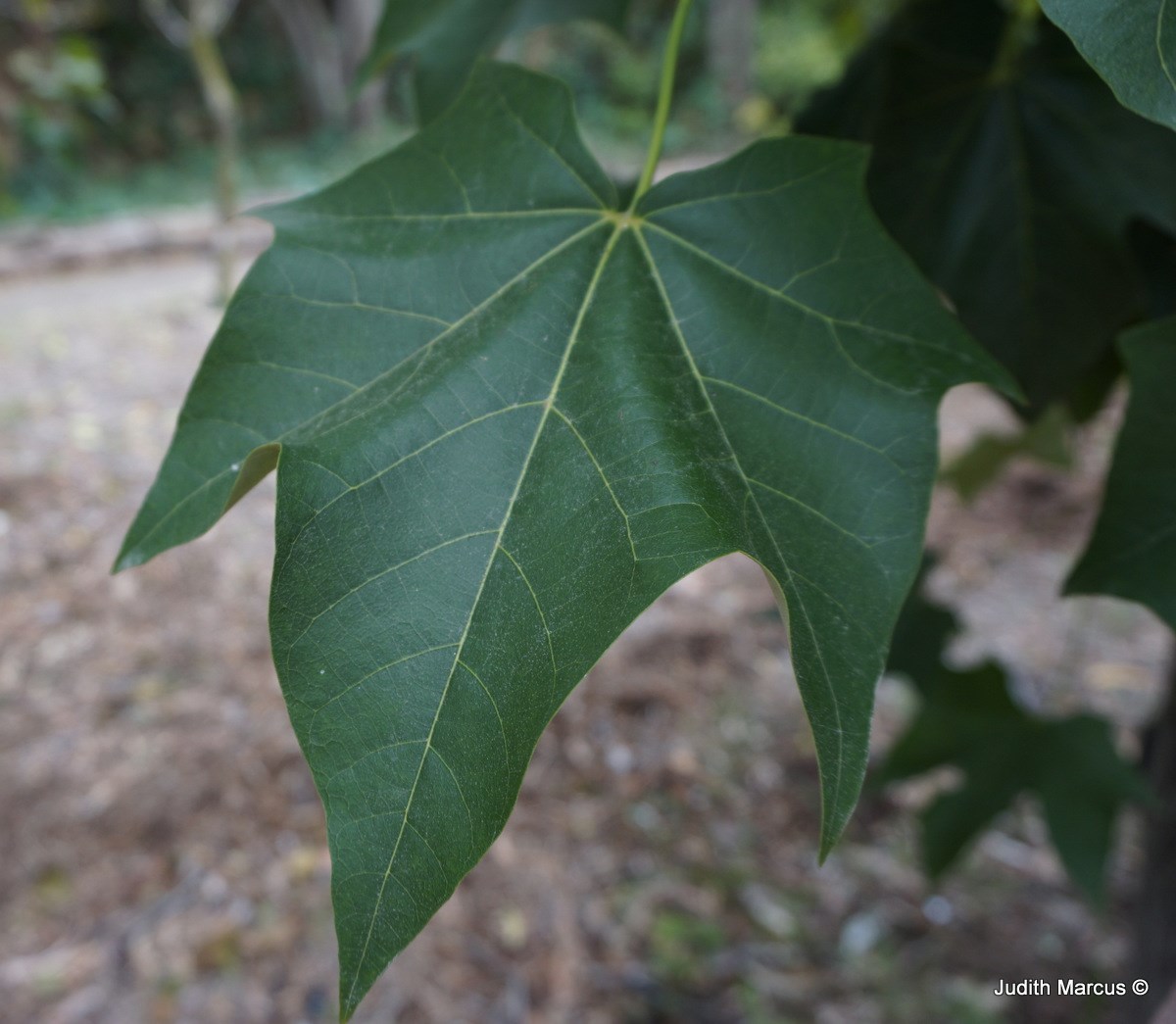 Brachychiton discolor - Scrub bottletree, Lacebark Tree, Pink Flame ...