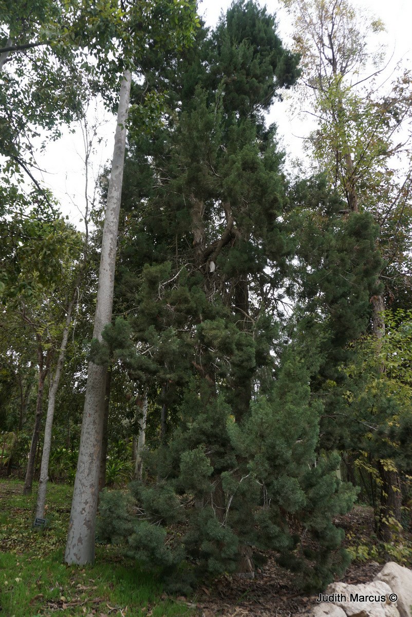 Callitris columellaris - קליטריס כחלחל, Sand Cypress Pine, White ...