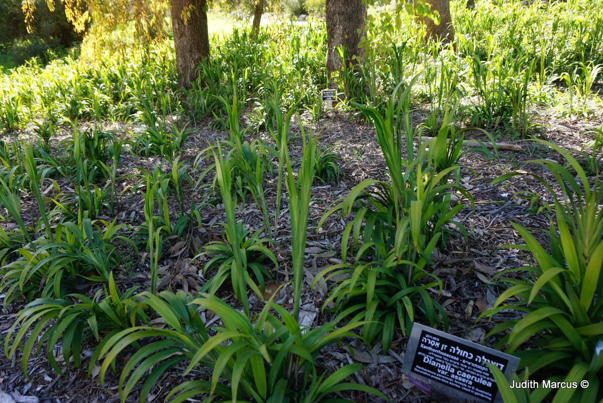 Dianella caerulea var. assera - Blue Flax-lily, Blueberry lily, Paroo ...