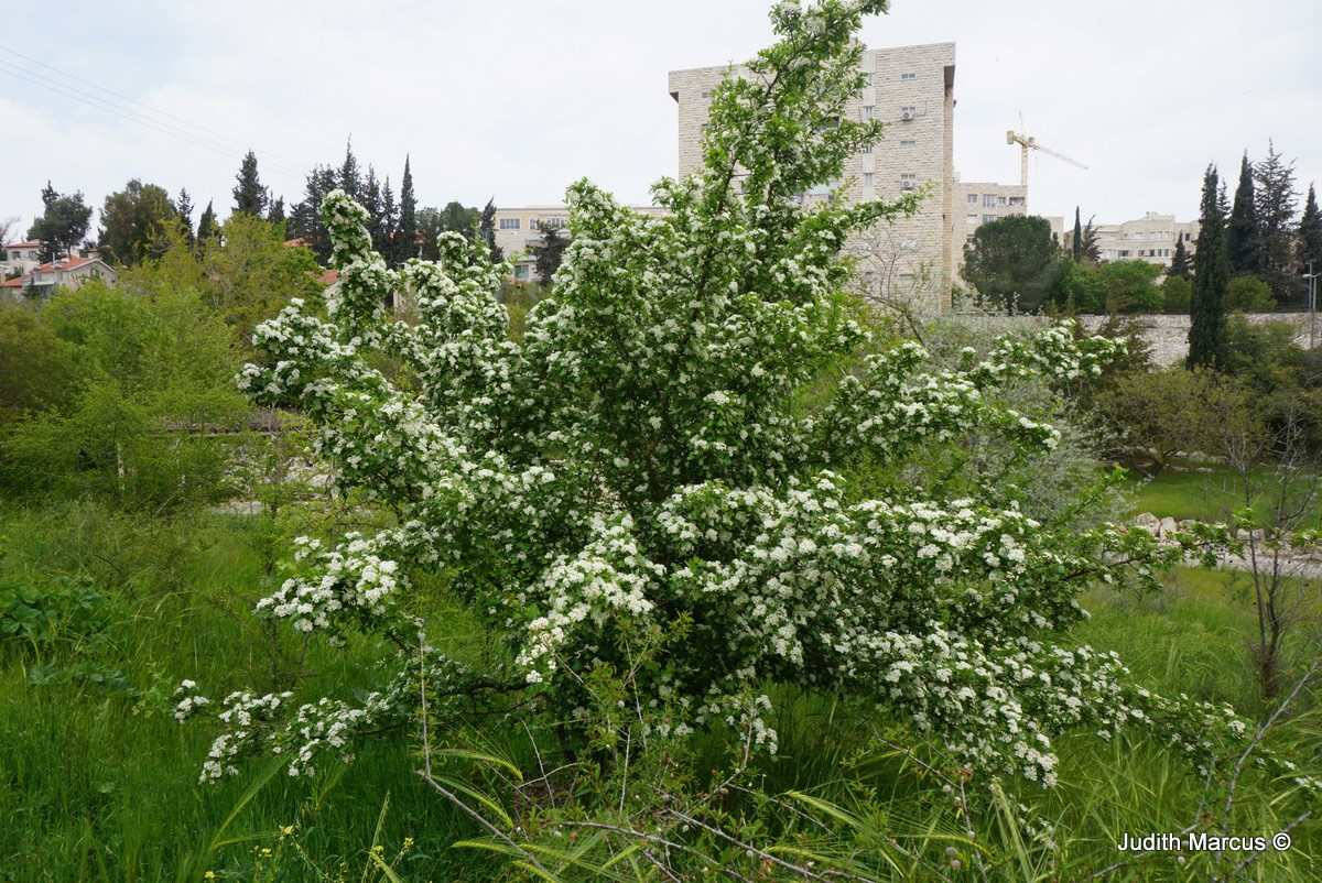 Crataegus azarolus - עוזרר אדום, עוזרד אדום, Red Azarole Hawthorn ...