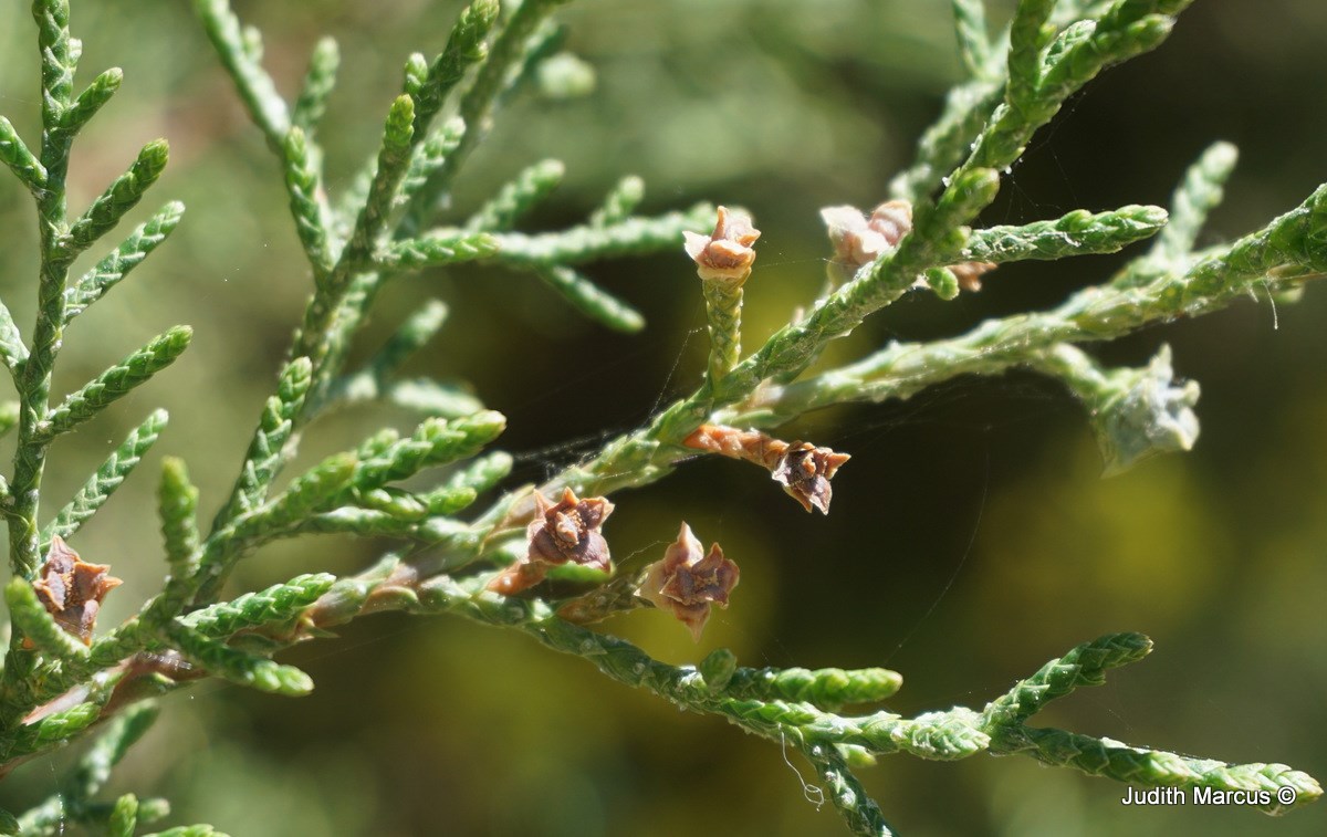 Cupressus torulosa - ברוש משונץ, Himalayan Cypress, Bhutan Cypress ...