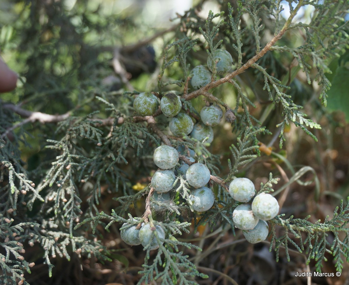 Juniperus excelsa - Tethyan Juniper, Grecian Juniper, Oriental Savin ...