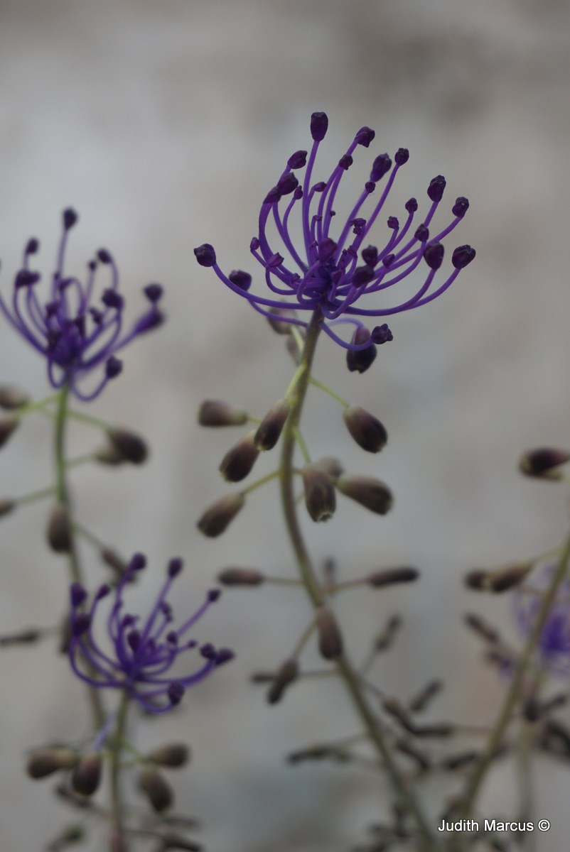 Leopoldia comosa - מצילות מצויצות, Feather Hyacinth, Feather Muscari ...