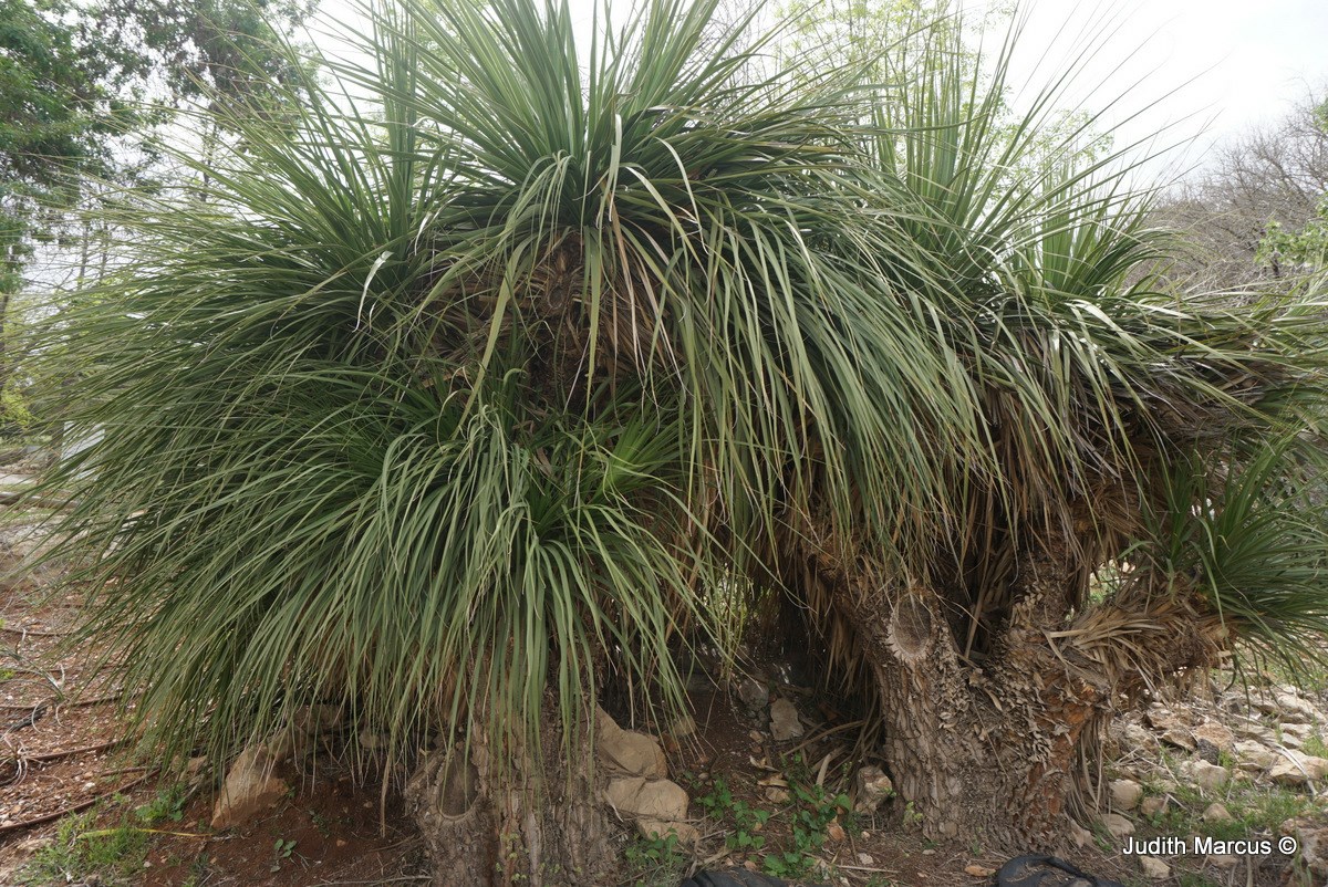 Nolina longifolia - Oaxacan Tree Nolina, Mexican Grass Tree, נולינה ...