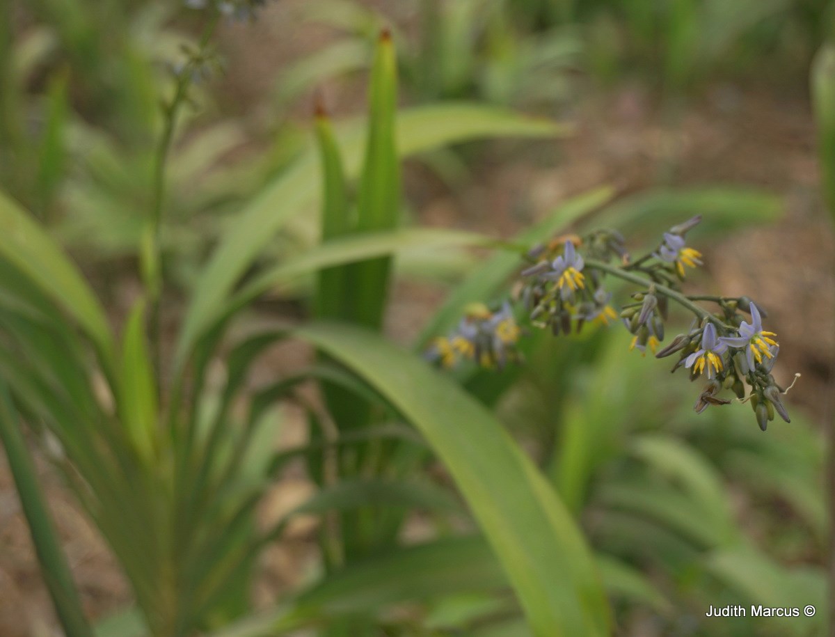 Dianella caerulea var. assera - Blue Flax-lily, Blueberry lily, Paroo ...