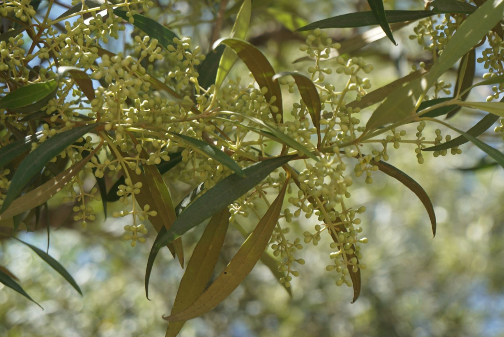 Olea europaea subsp. cuspidata - זית אירופי תת-מין אפריקני, Wild ...