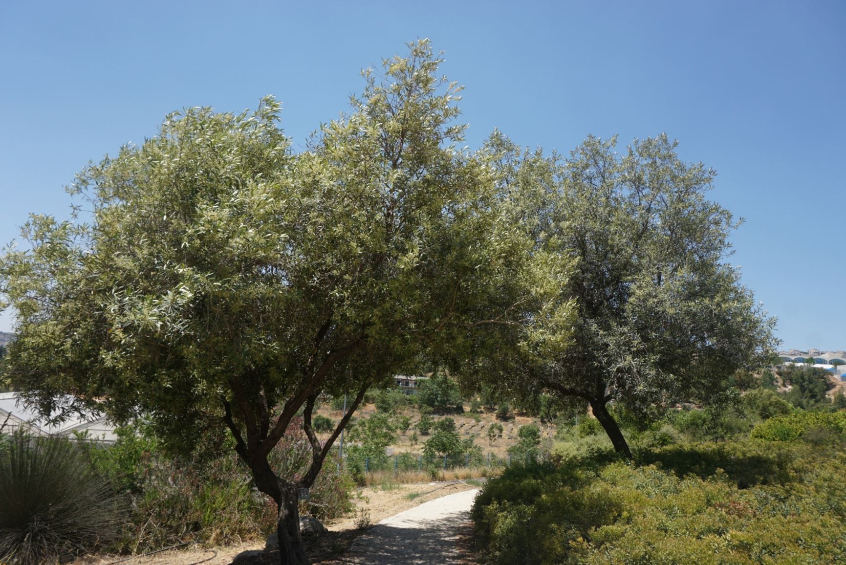 Olea europaea subsp. cuspidata - זית אירופי תת-מין אפריקני, Wild ...