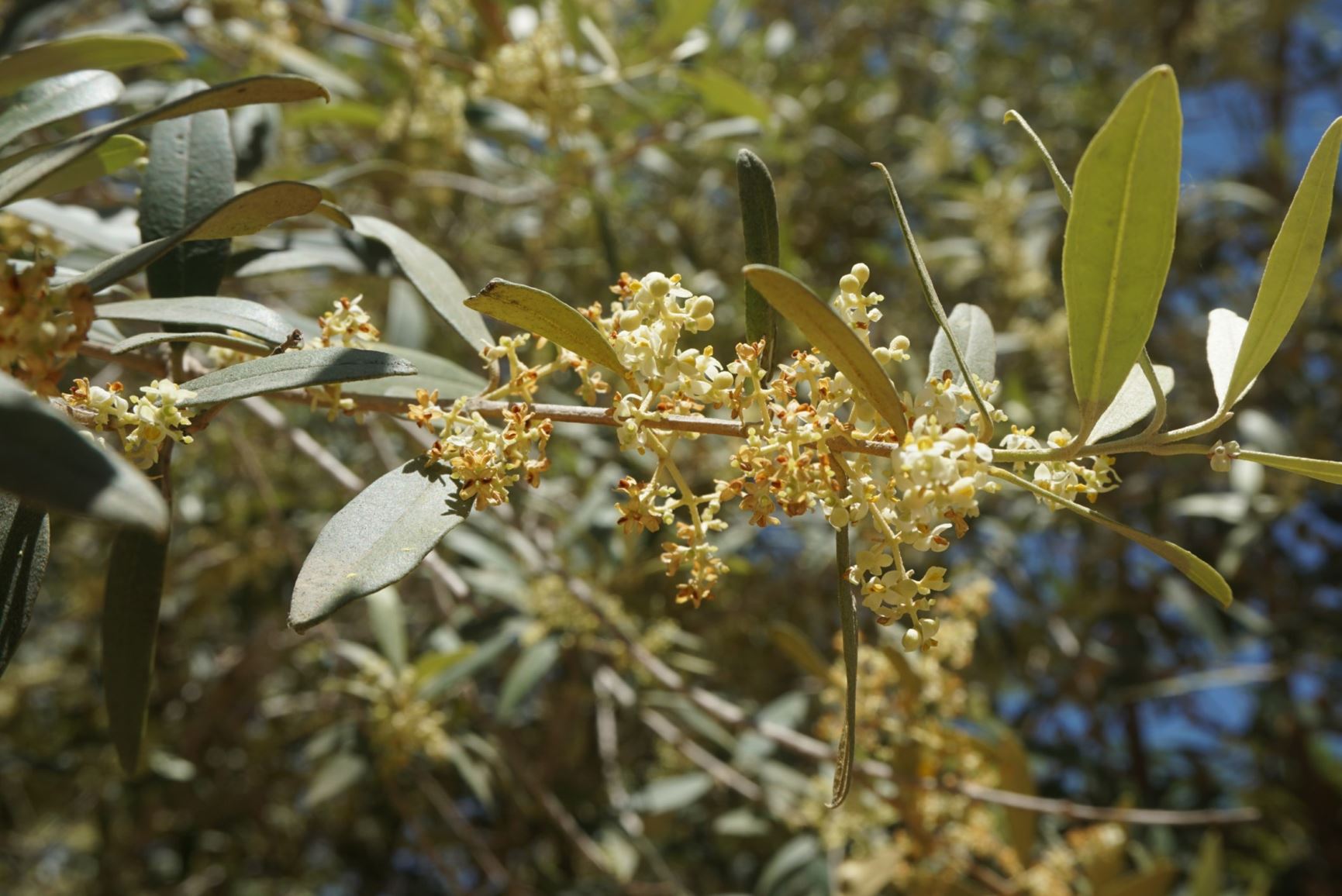 Olea europaea subsp. cuspidata - זית אירופי תת-מין אפריקני, Wild ...